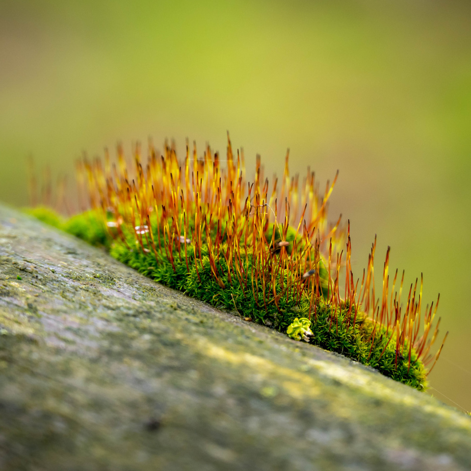 A Mossy Mound | GrahamColling | Blipfoto
