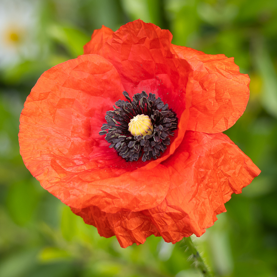 A Poppy in Remembrance | Bom | Blipfoto