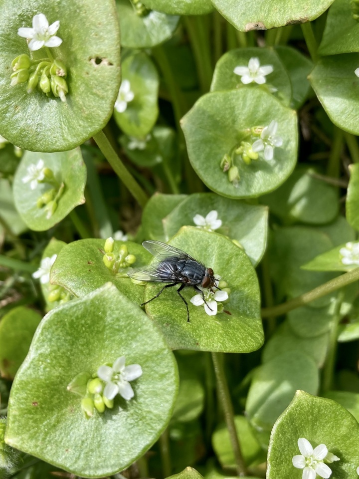 Miner’s lettuce with fly | MollyG | Blipfoto