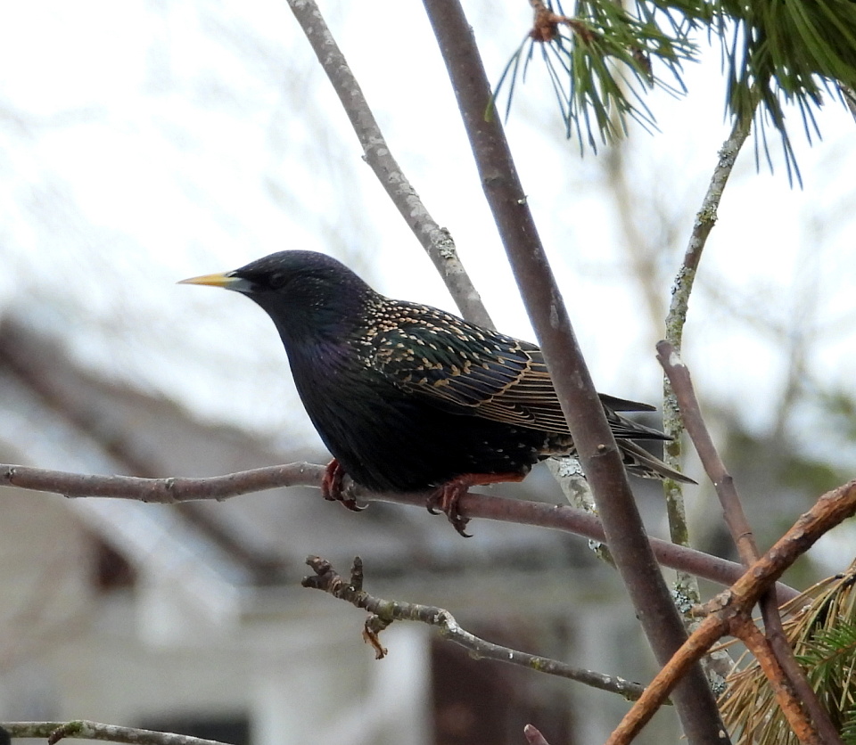 Kottarainen, Sturnus vulgaris | leah | Blipfoto