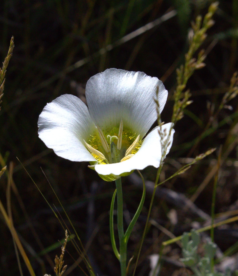 Mariposa Lily | TiciaS | Blipfoto