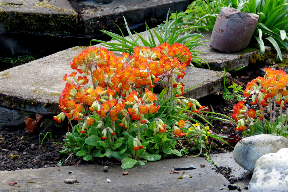 Red Cowslips! | Rosemarie55 | Blipfoto