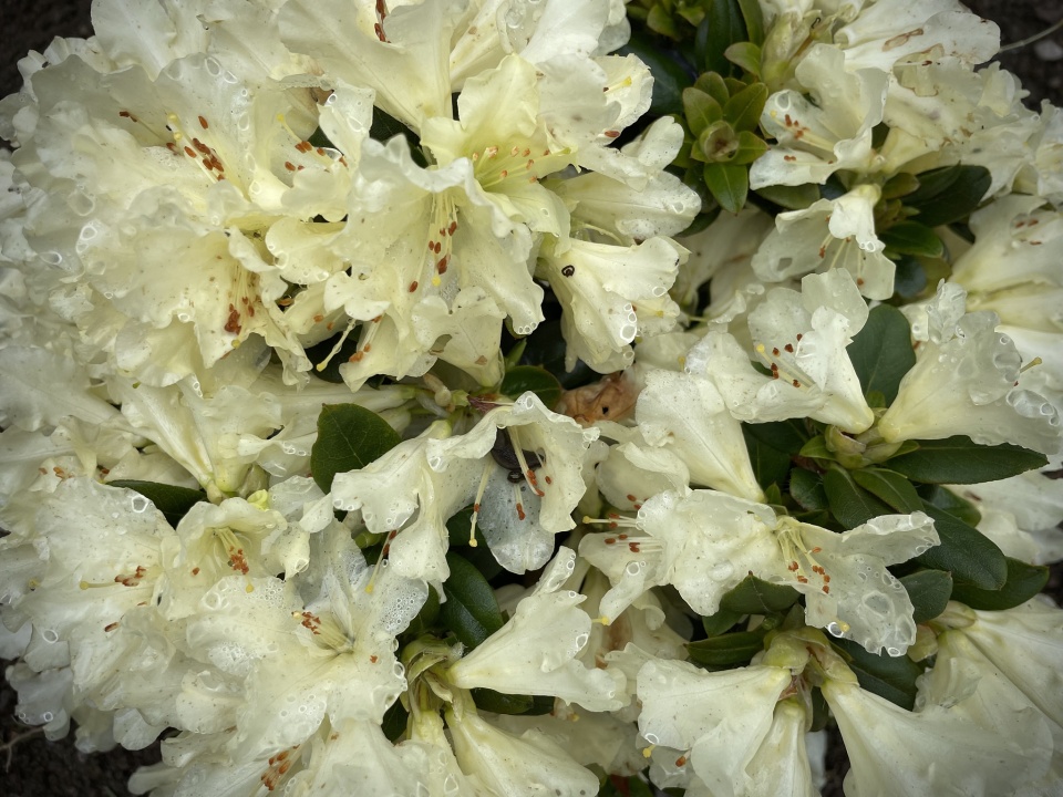 Azalea | nell2803 | Blipfoto