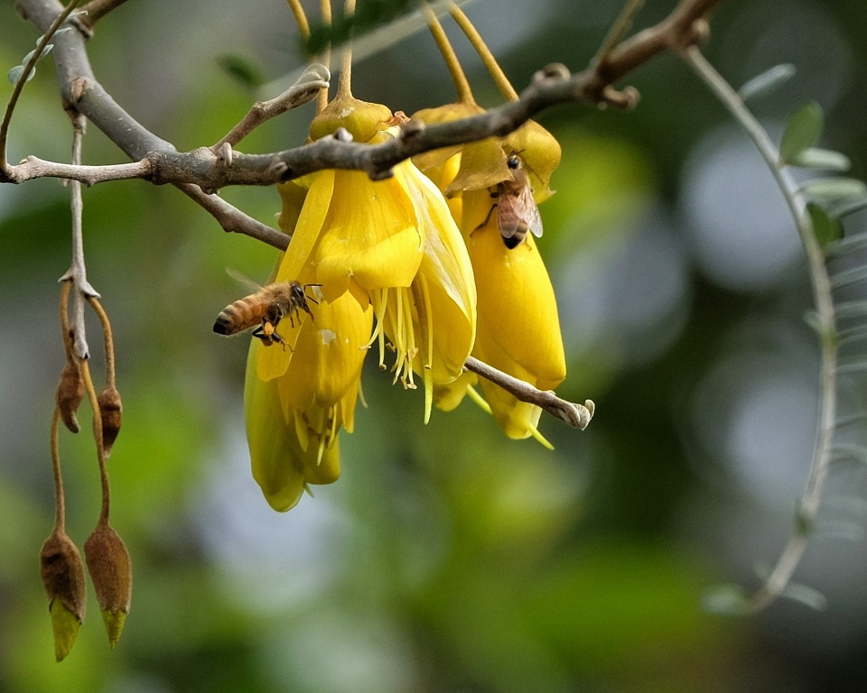 Kowhai Yellow + Bees | V1k1 | Blipfoto