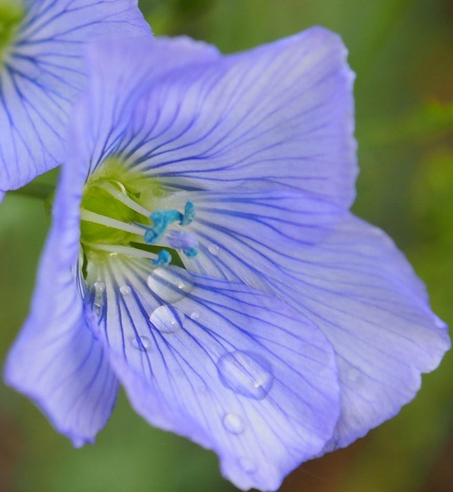 Linseed flower | Kimbo25 | Blipfoto