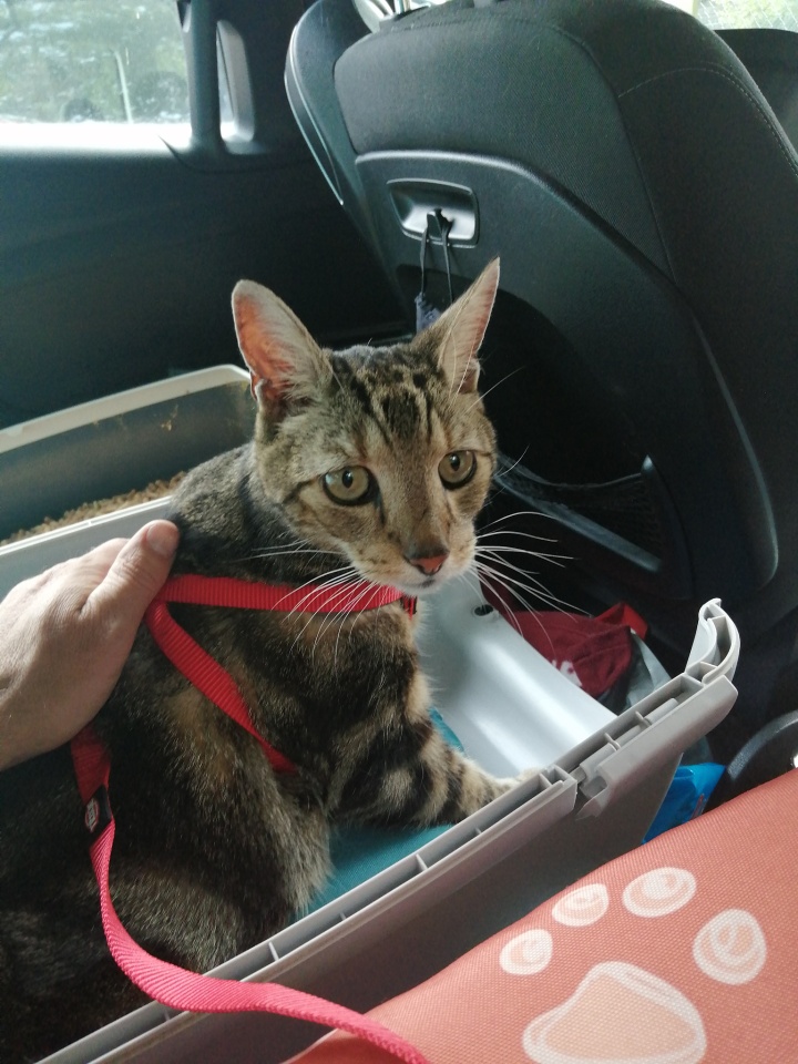 Cat transit | rnhunt | Blipfoto