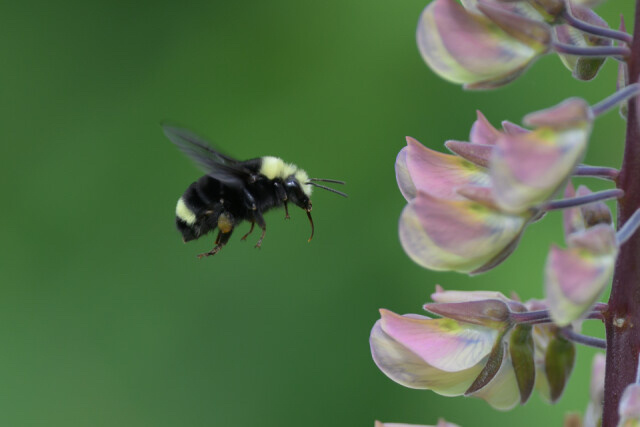 Yellow-faced Bumble Bee | dbifulco | Blipfoto
