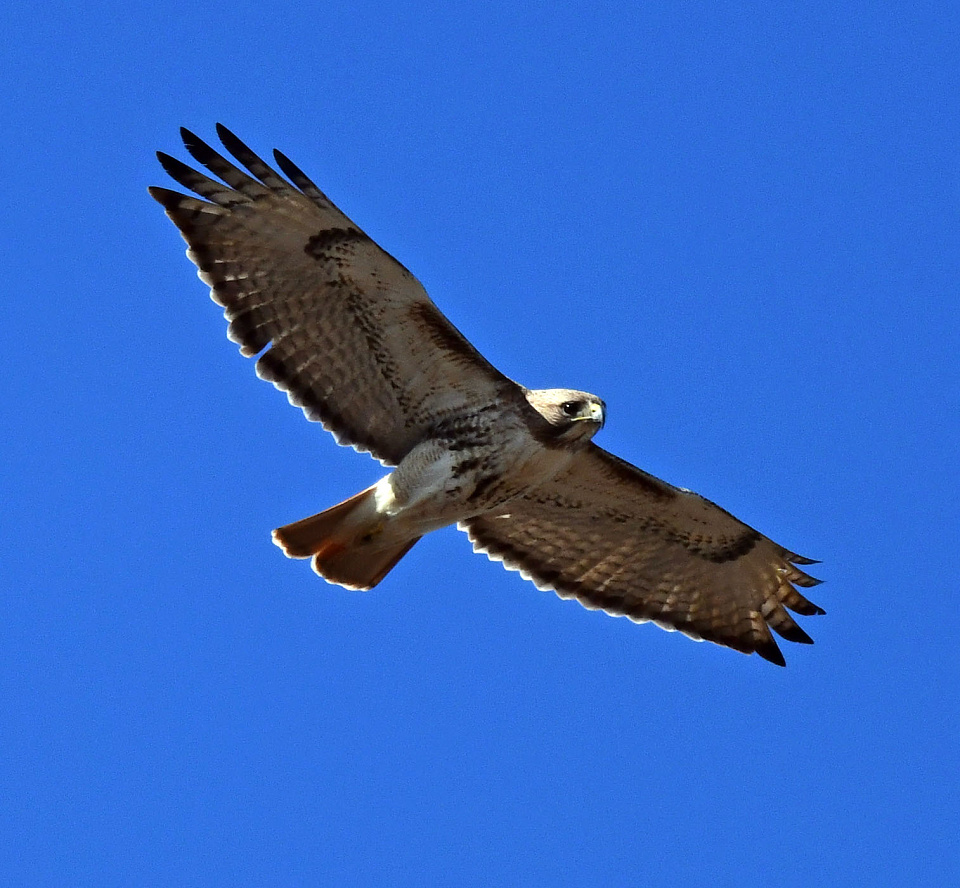 Red-tailed Hawk | Kelso | Blipfoto