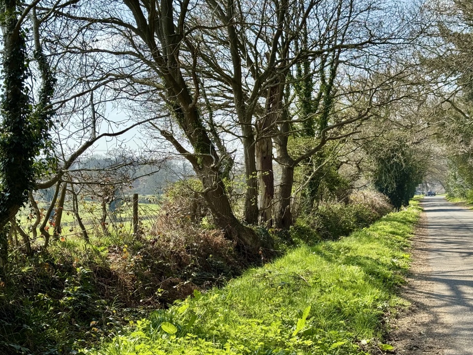 Afternoon walk. | biddy | Blipfoto