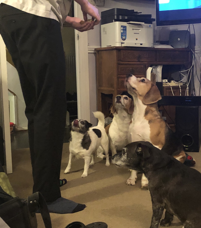 Form an orderly queue | woofcity | Blipfoto