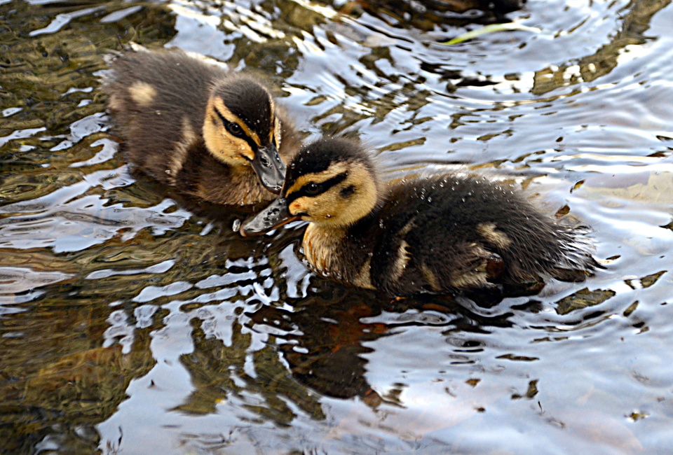 Birds Growing Feathers, Need To Stick Together | Janny | Blipfoto