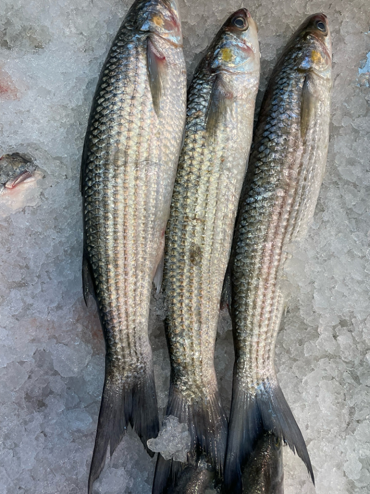 Grey mullet | Jeano | Blipfoto