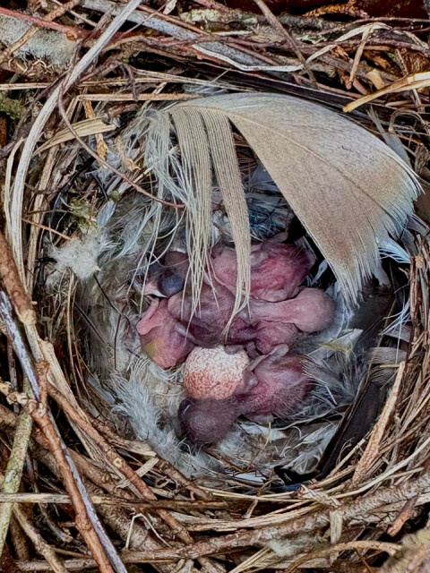 Squishy | dbifulco | Blipfoto