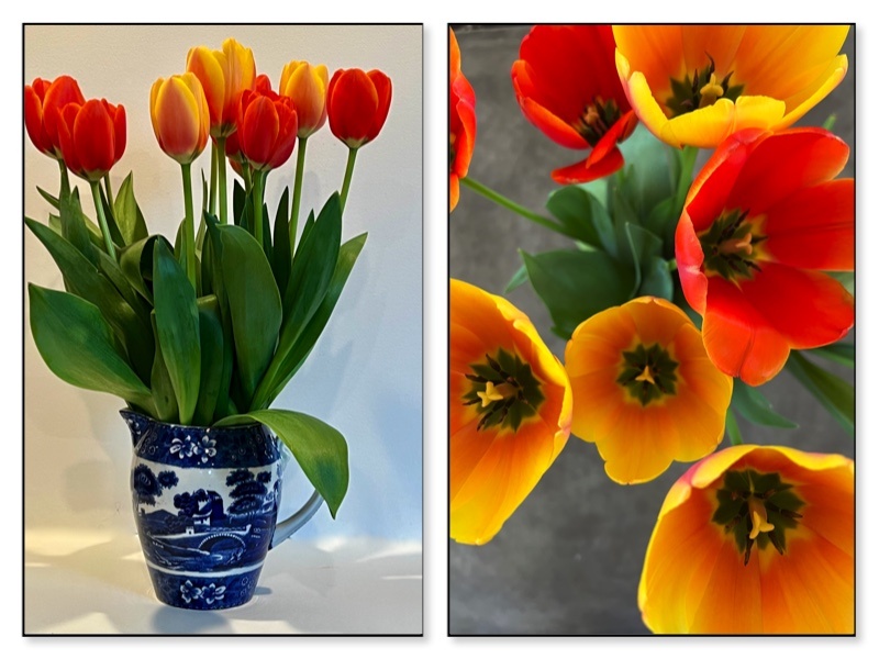 Flower Friday. : : Tulips | Wildwood | Blipfoto