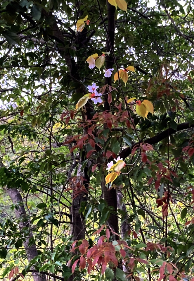 AM7:30 Still blooming pretty wild mountain cherry. | takaya | Blipfoto