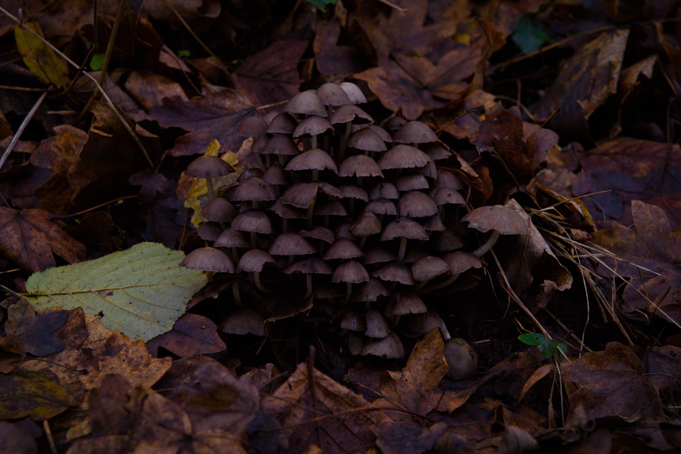 Mushroom Clump | Incredibish | Blipfoto