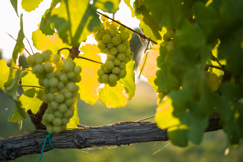 Summer Fruit | SkiMe | Blipfoto