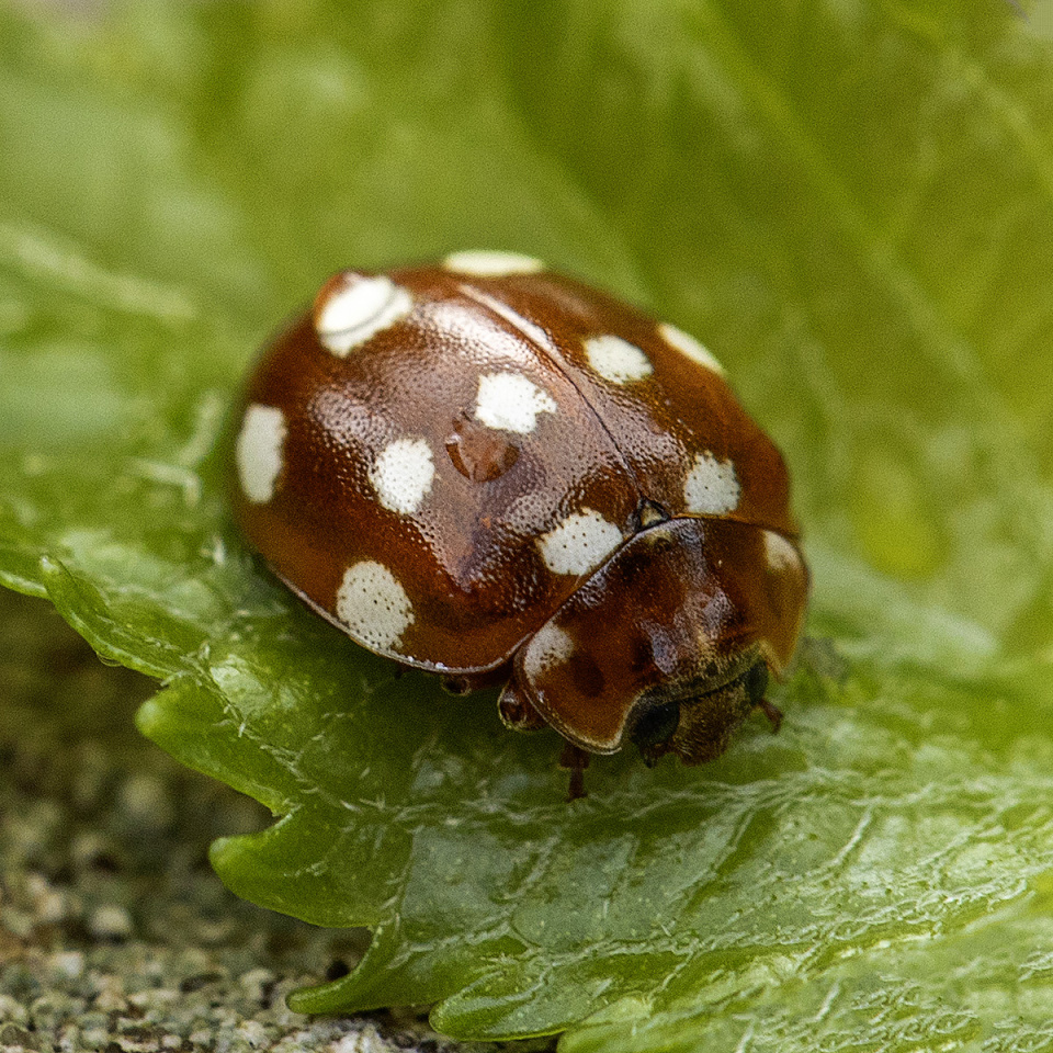 Cream-spot ladybird | villan | Blipfoto