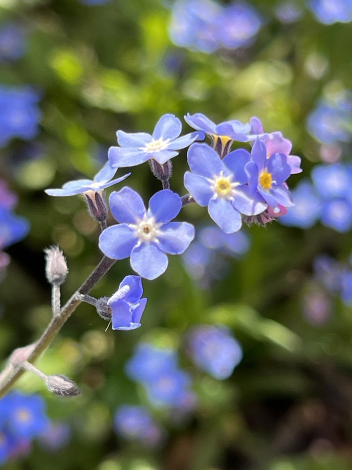Forget me not | Romay | Blipfoto