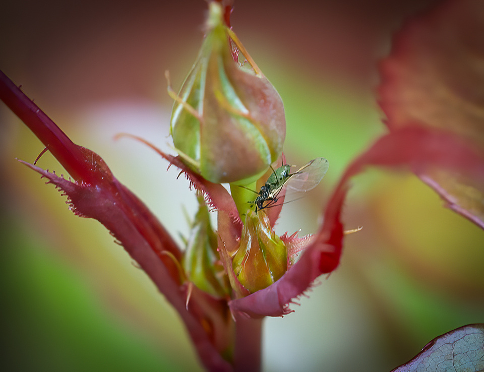 Rose bud with a greenfly | DarkEyedMary | Blipfoto