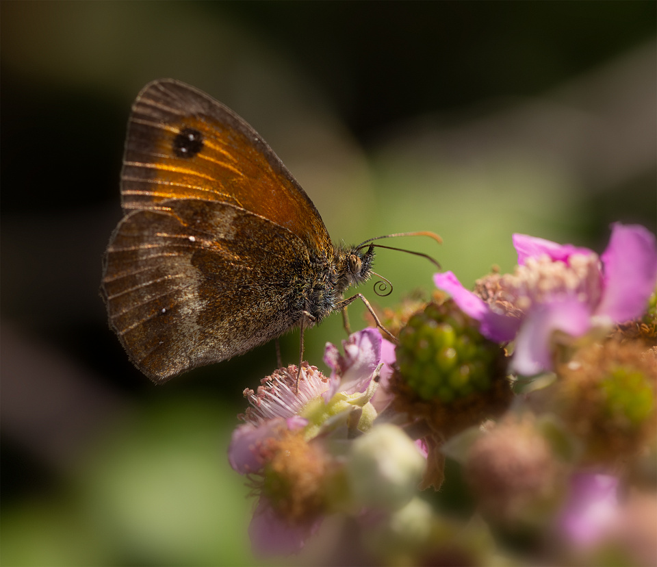 Curly | Hillyblips | Blipfoto