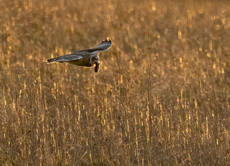 Golden Balls | Hillyblips | Blipfoto