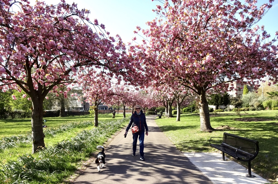 Cherry blossom | Emsie | Blipfoto