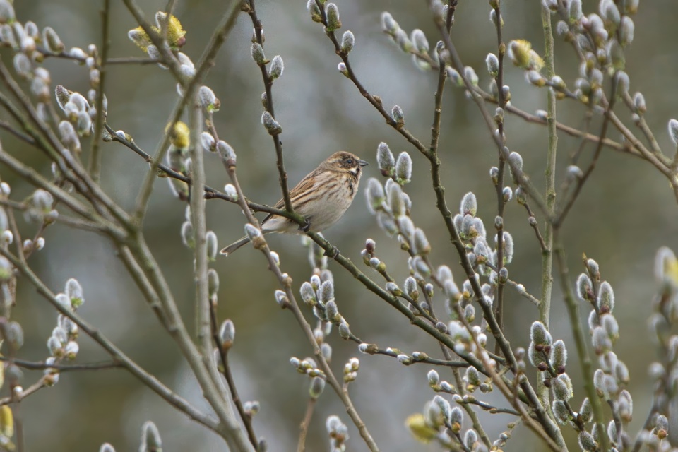 Reed Bunting on Willow | Incredibish | Blipfoto