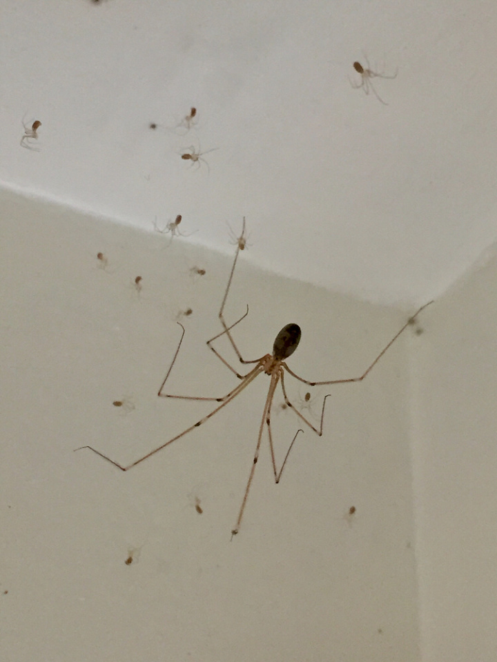 Mummy spider | Thepainterswife | Blipfoto