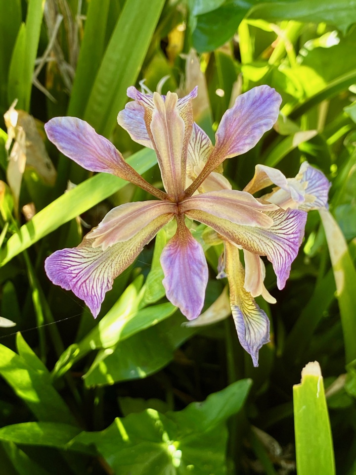 Variegated iris | PAR1 | Blipfoto