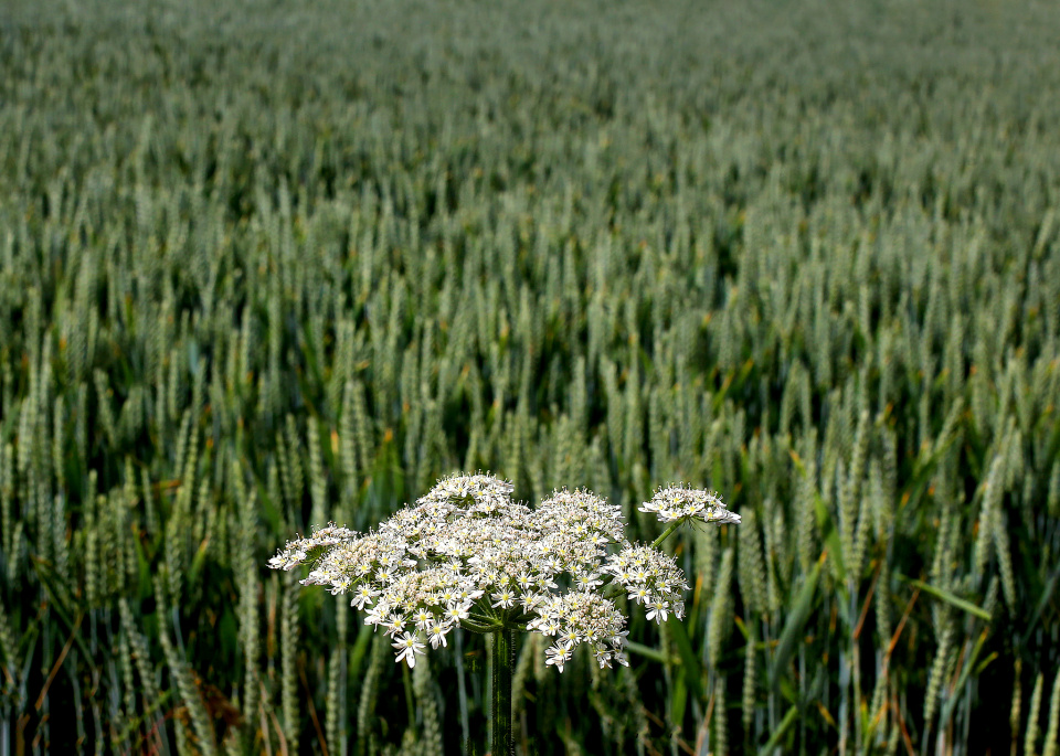 Wheat Field weed | Fairmilefoto | Blipfoto