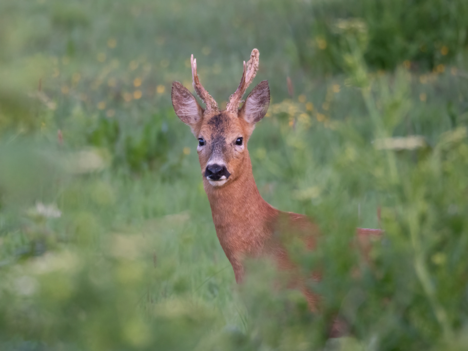 Surprise Encounter | AH14 | Blipfoto