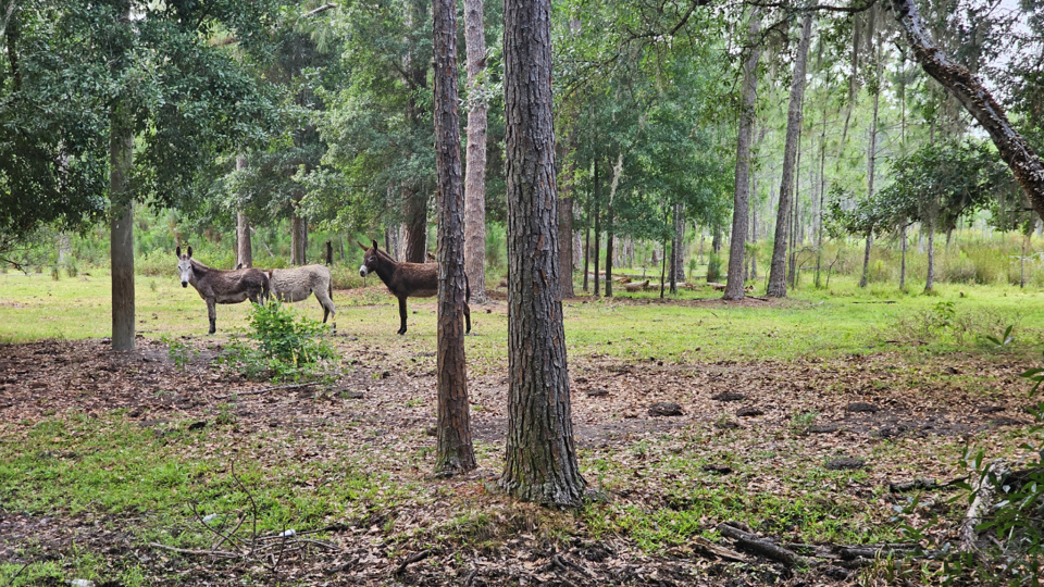 Donkeys | bugsman | Blipfoto