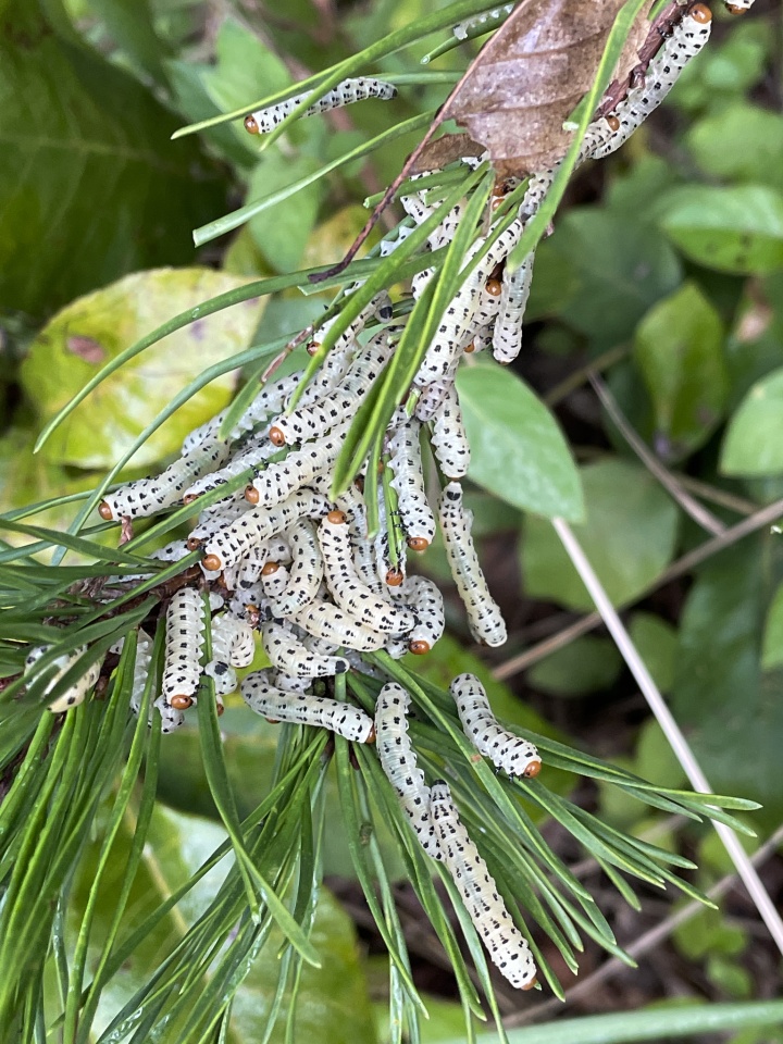 Redheaded Pine Sawfly Larvae | Kimb | Blipfoto