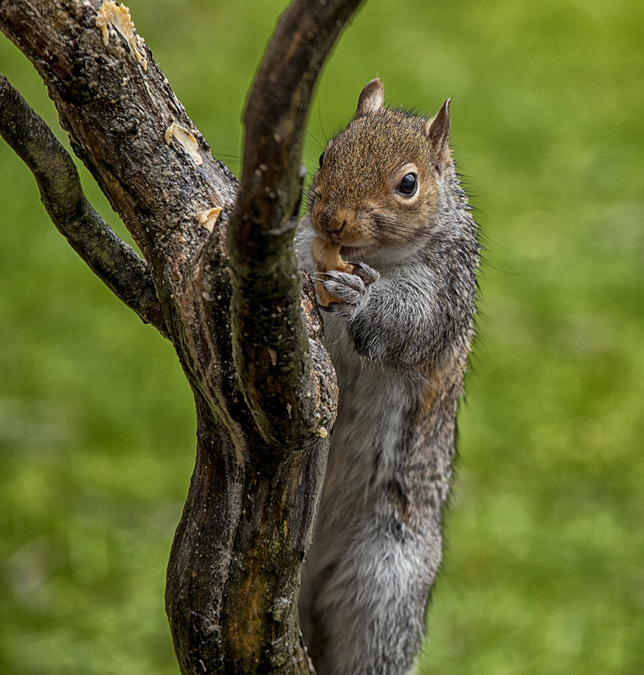 Squirrel | villan | Blipfoto