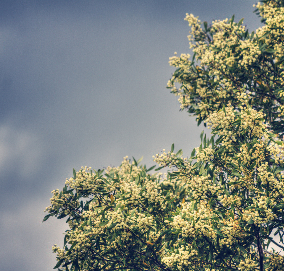 Wattle | Barking | Blipfoto