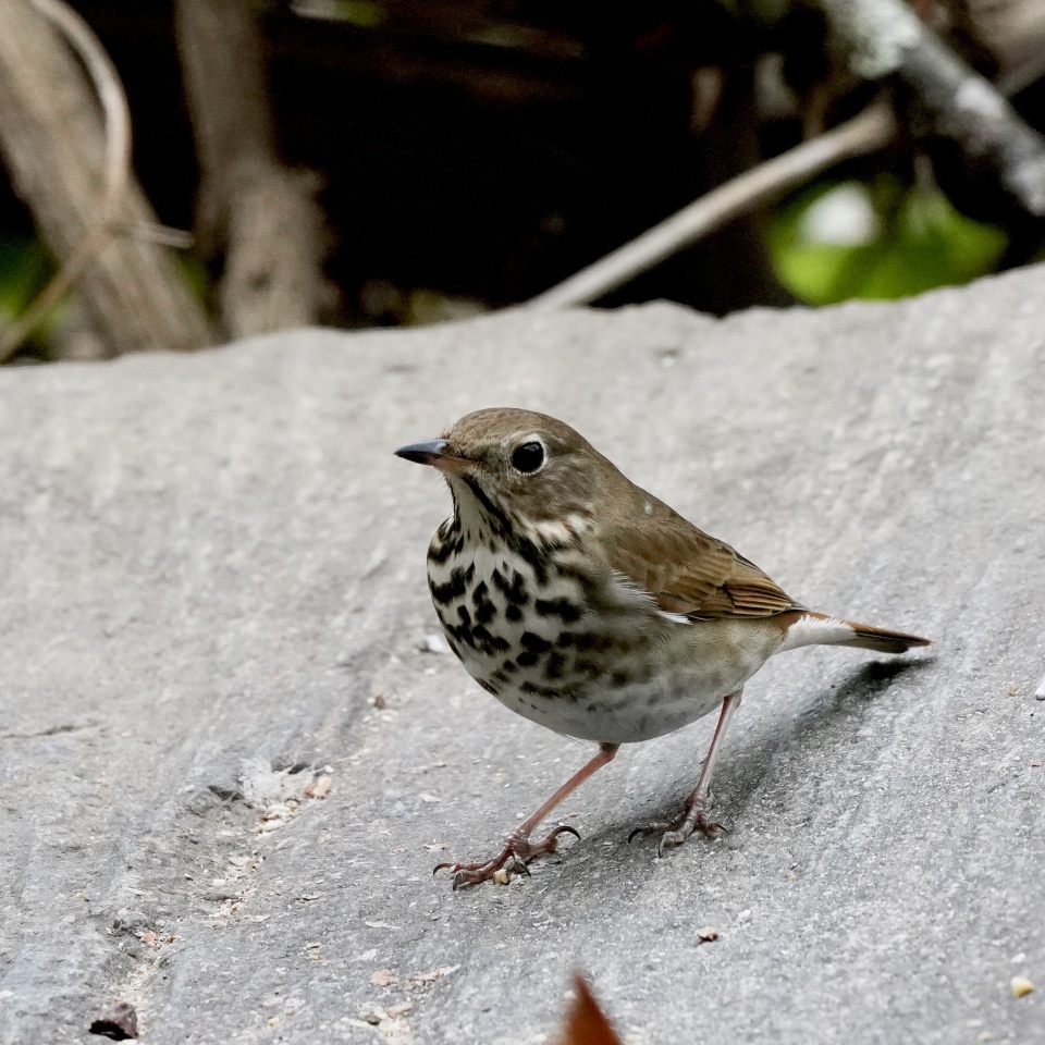 Hermit Thrush | Kimb | Blipfoto