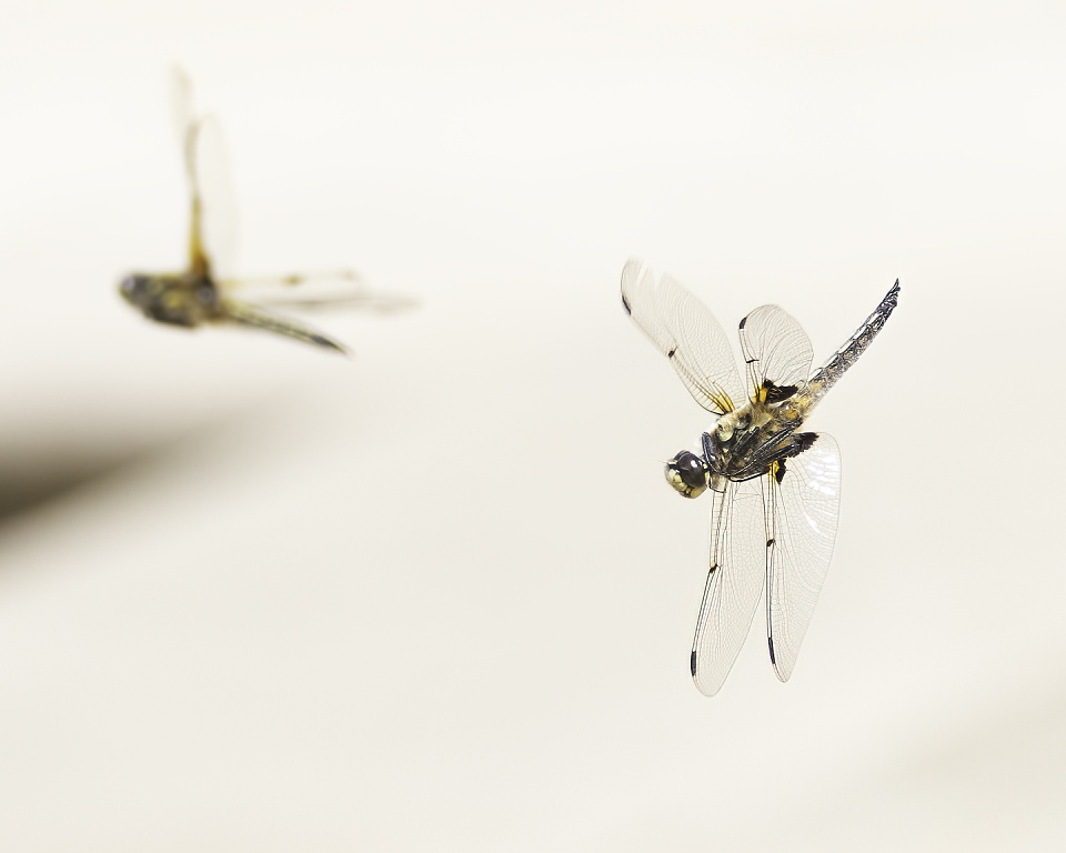 Chasing | Hillyblips | Blipfoto