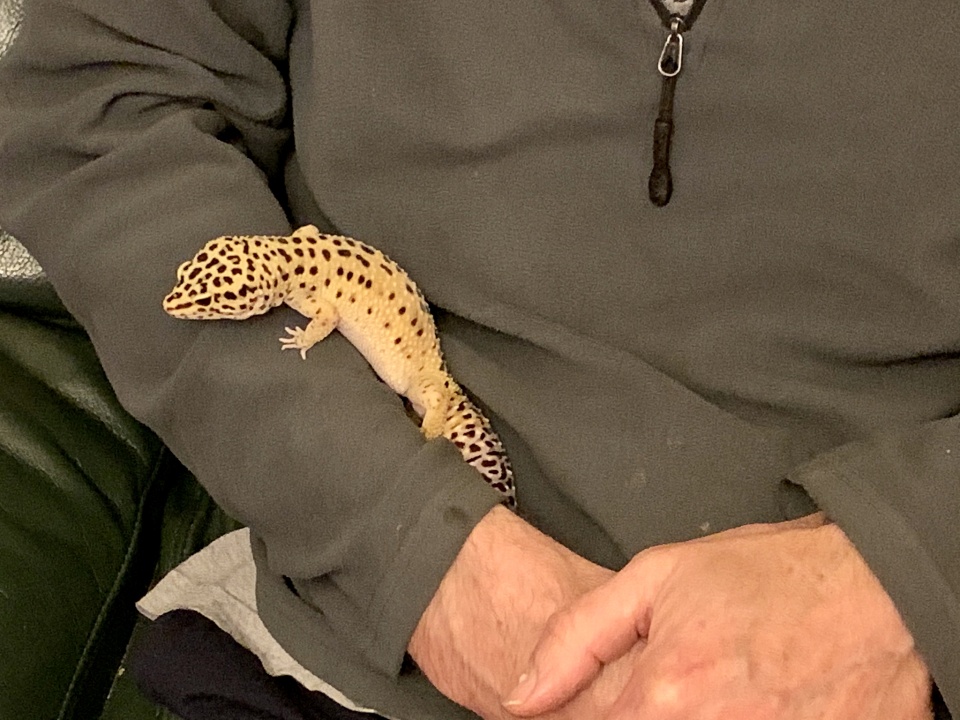 Gecko cuddles | bivbov | Blipfoto