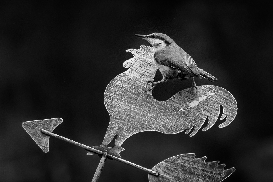 Weathercock Emulator | AH14inbw | Blipfoto