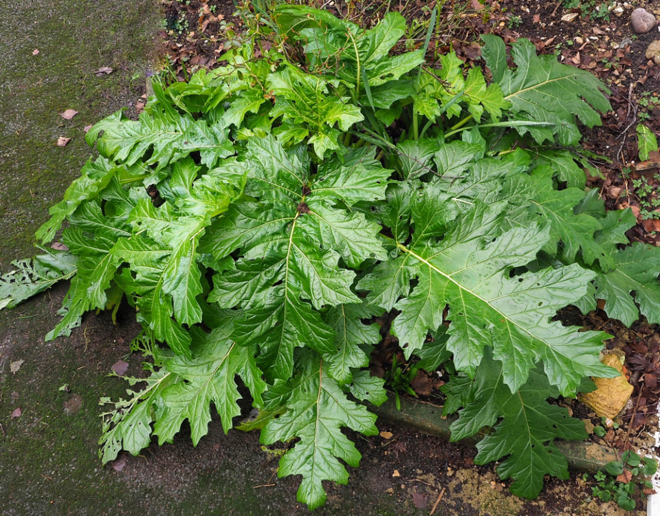 Acanthus | Crispin25 | Blipfoto