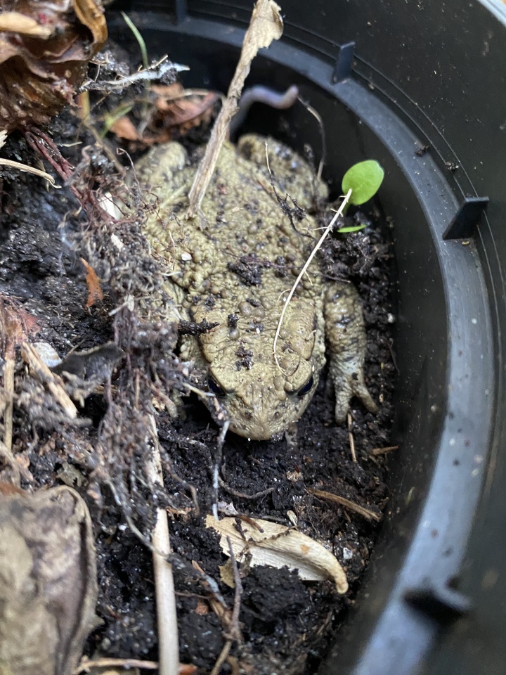 Tuesday: Toad in a Pot | doffy | Blipfoto
