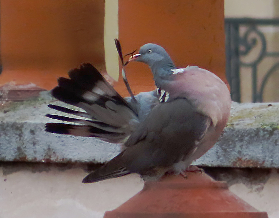 Wood Pigeon Preening | VandeGraaff | Blipfoto
