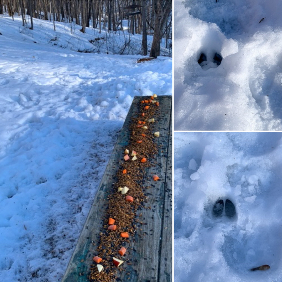 Deer Buffet | Irish59 | Blipfoto