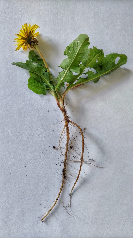 Little Weed | JohnRH | Blipfoto