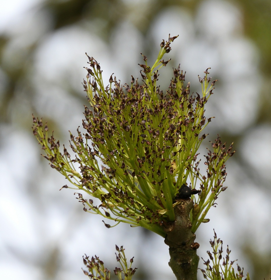 Ash Keys in the making! | Tigger101 | Blipfoto