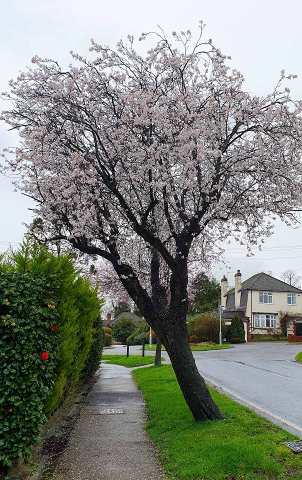 Cherry blossom | Colstro | Blipfoto