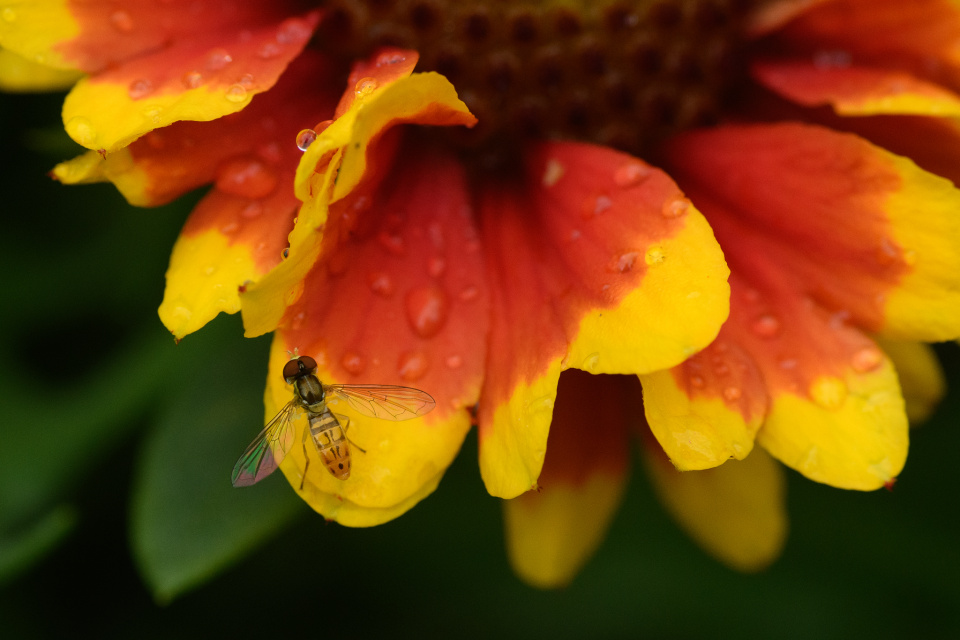 Margined Calligrapher | dbifulco | Blipfoto