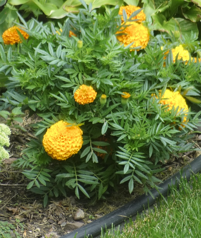 Golden marigolds | MinnesotaNice | Blipfoto