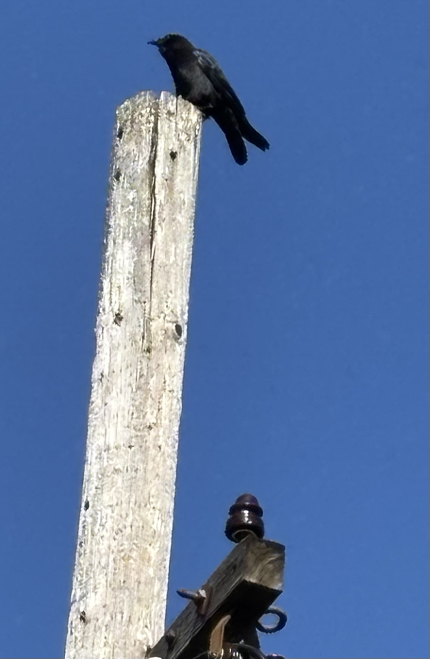 Noisy Little One | comments | Blipfoto